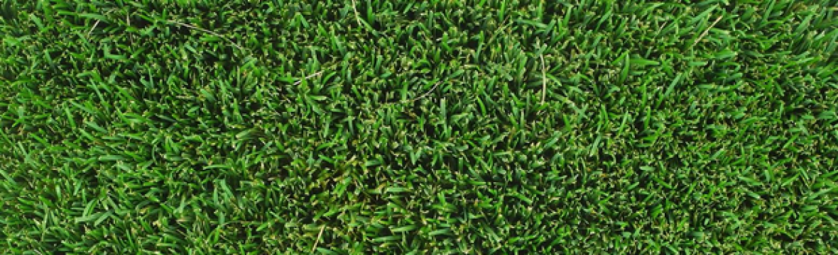 Turfgrass Breeders Association