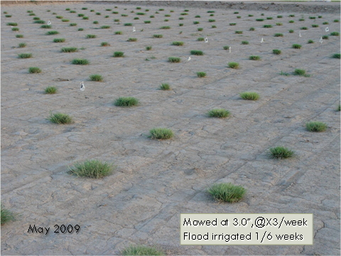 Turfgrass Breeders Association