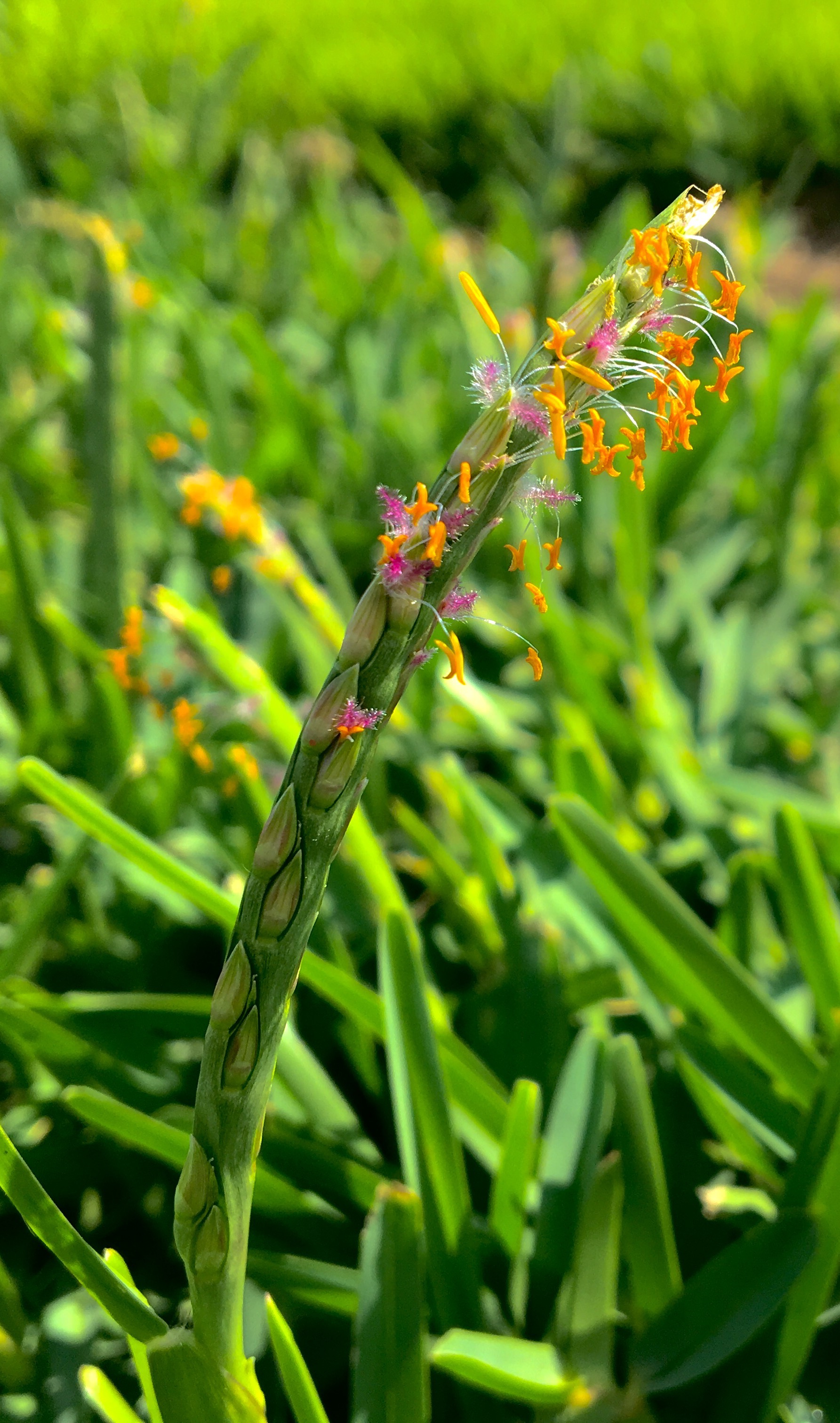 Turfgrass Breeders Association