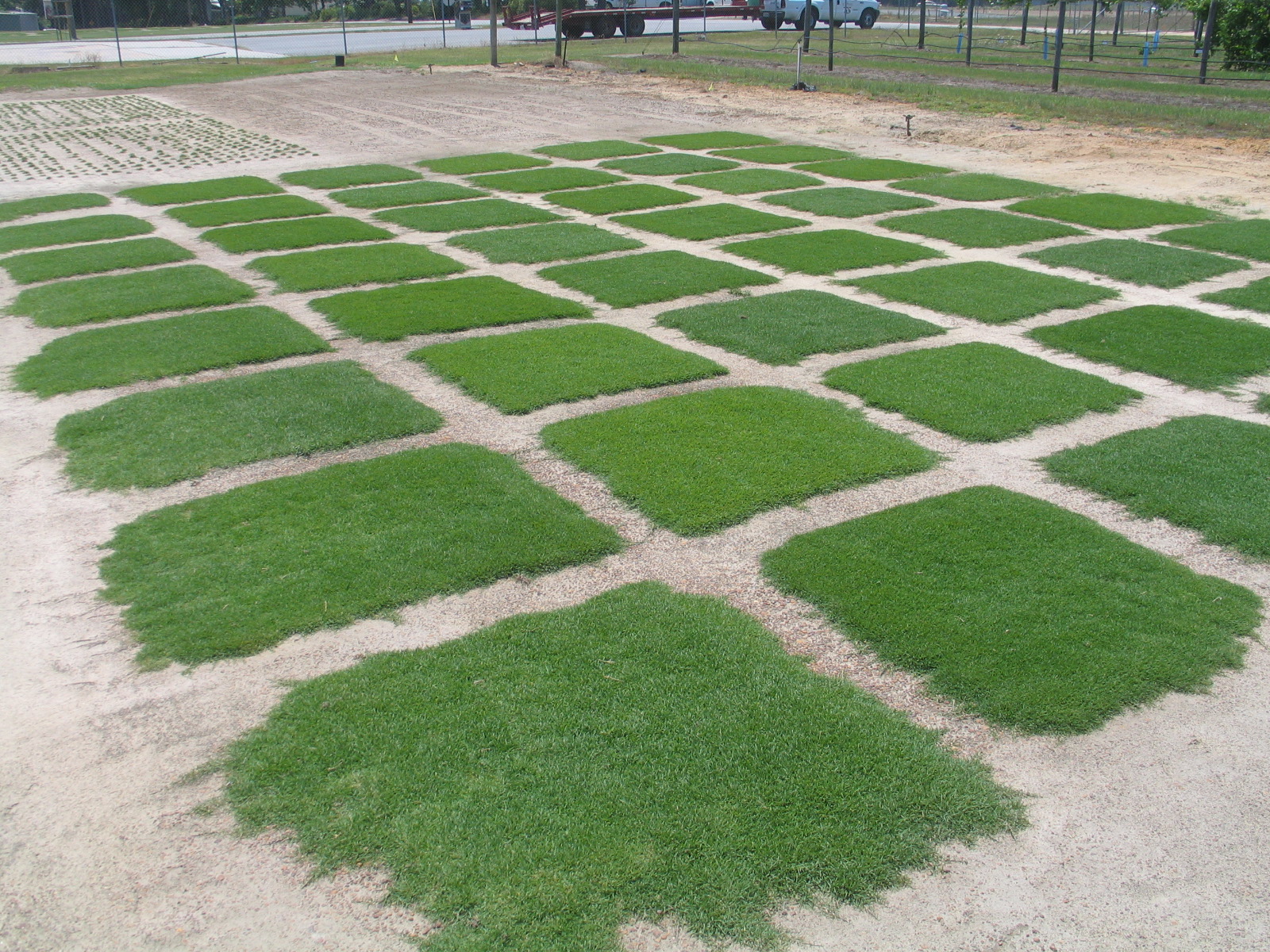 Turfgrass Breeders Association