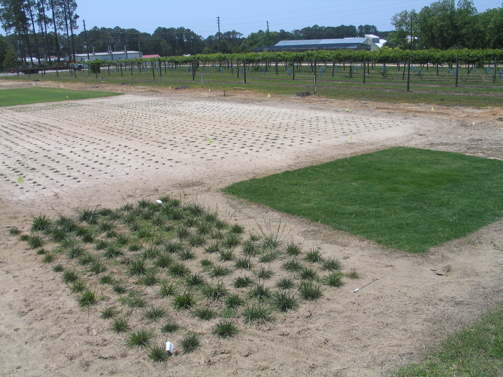 Turfgrass Breeders Association