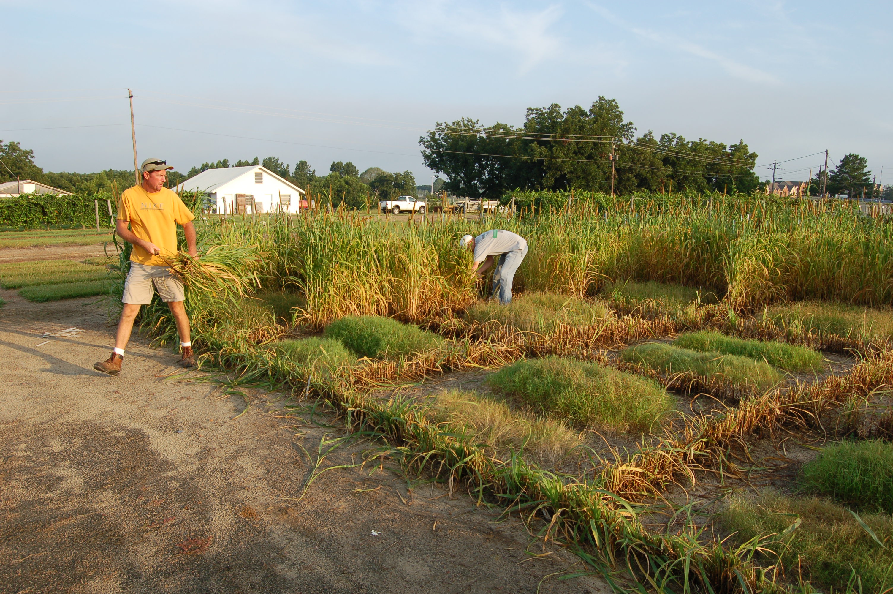 Turfgrass Breeders Association